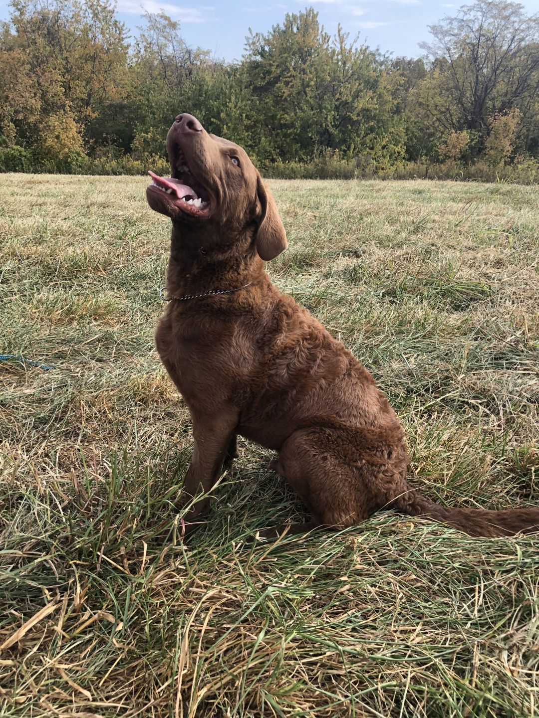 Chopper | Sky Pond Chesapeakes